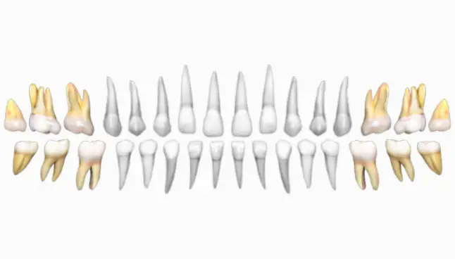 Para que serve cada tipo de dente natural? - ImplArt Implantes